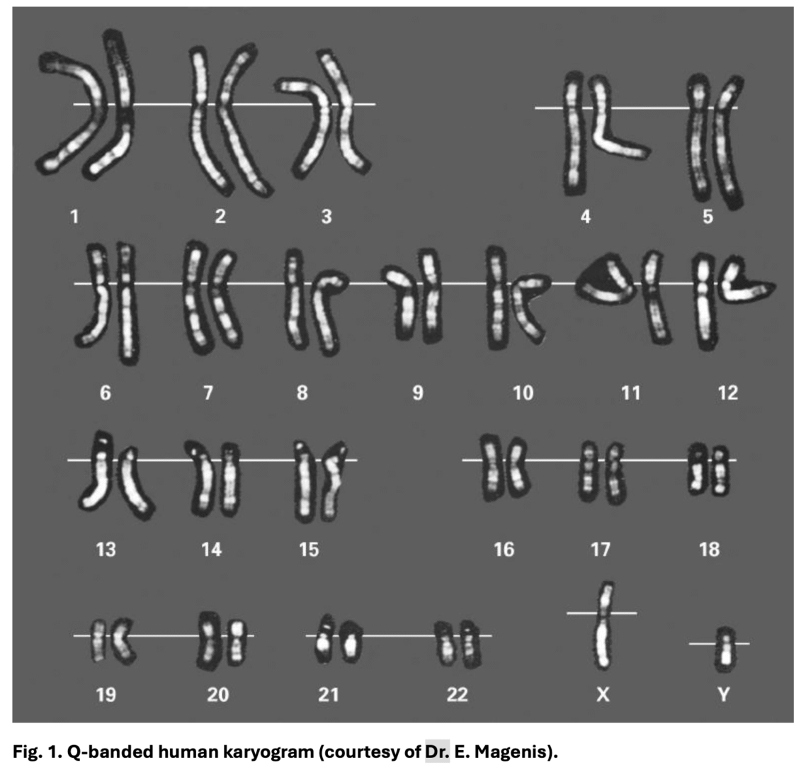 Types of Chromosome Banding – The Barcode Explained - Gene Commons