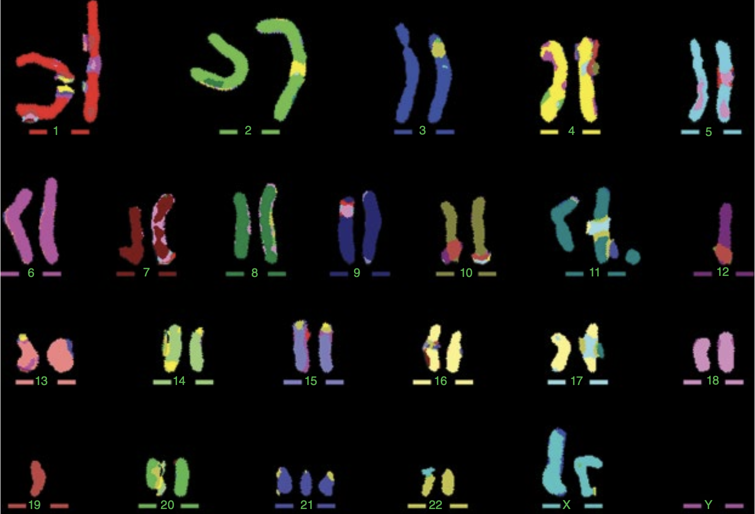 Fluorescence In Situ Hybridization (FISH): Principles, Probes, and ...
